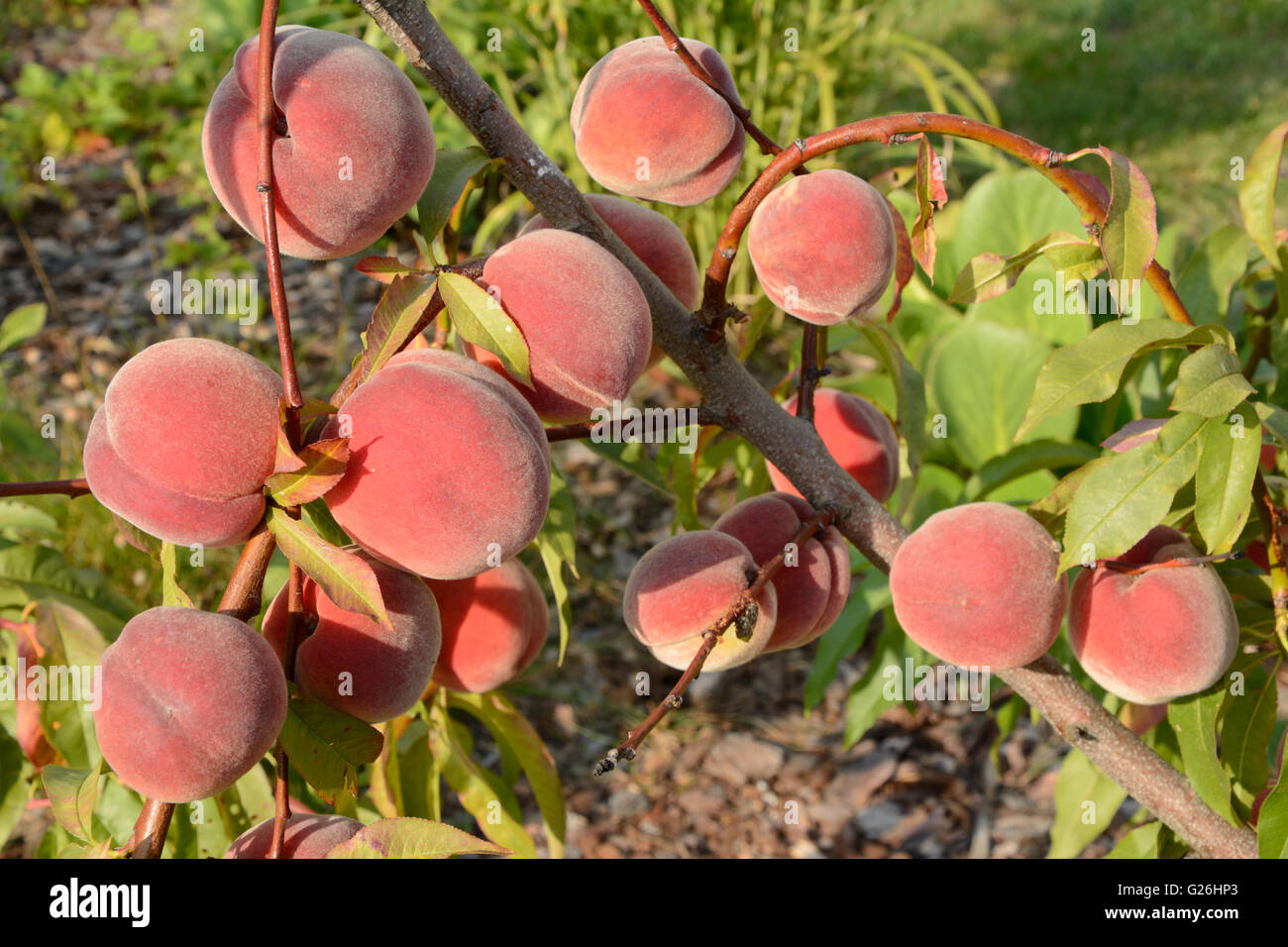 Peach growing on tree hi-res stock photography and images - Alamy