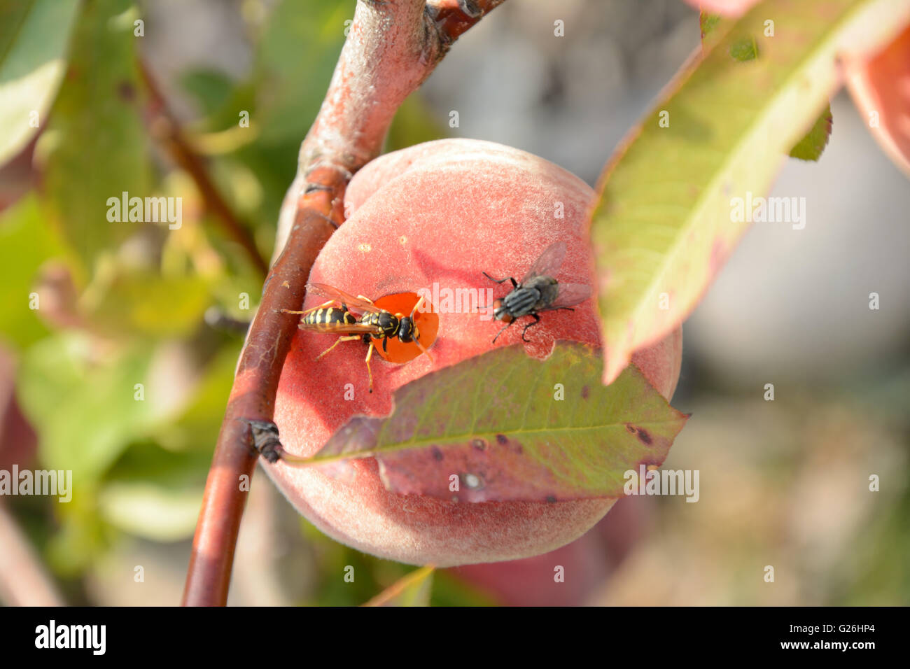 Fruit wasp hi-res stock photography and images - Alamy