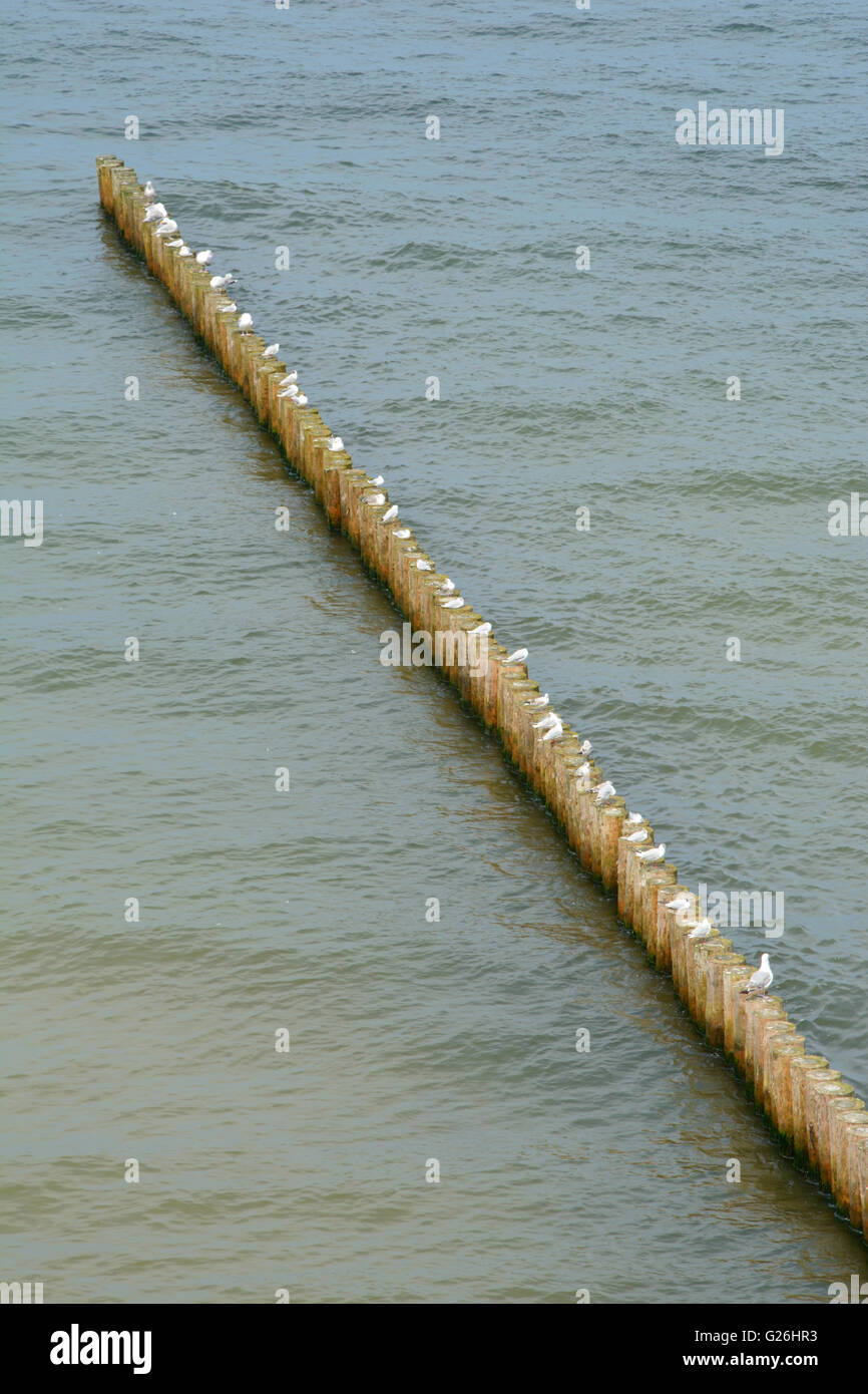 Wooden groyne and seagulls sitting on it - aerial view Stock Photo - Alamy