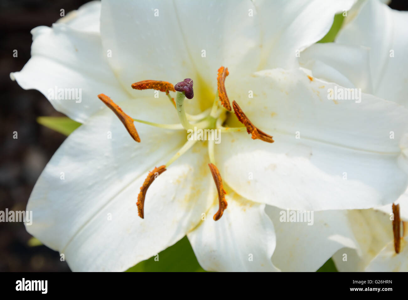 Single white lily hi-res stock photography and images - Alamy