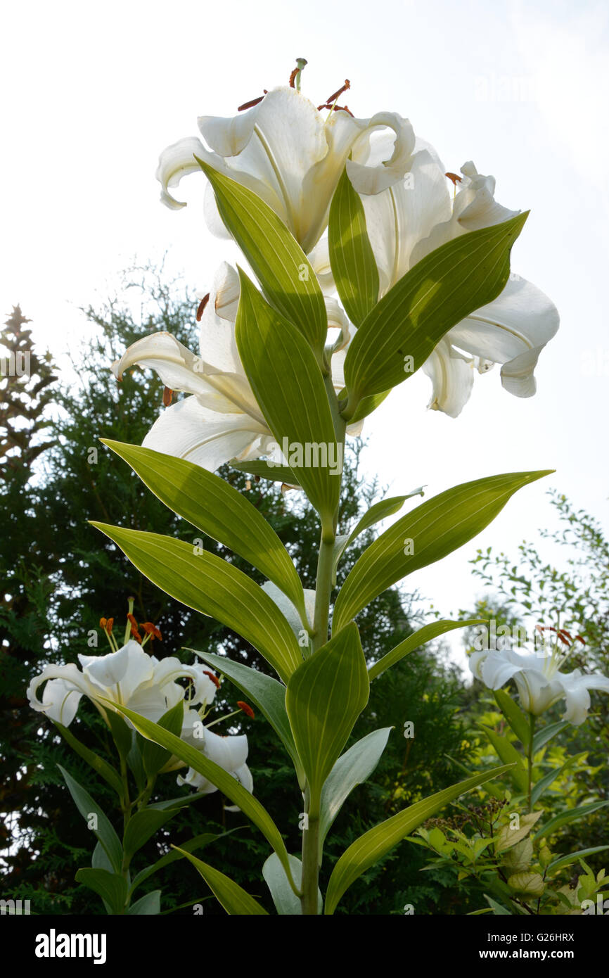 Single white lily flower in garden Stock Photo - Alamy