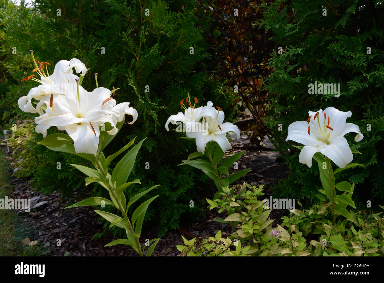 Lily flowers in garden hi-res stock photography and images - Alamy