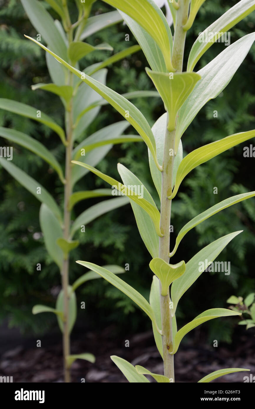 Two green lily flower stems in garden Stock Photo - Alamy
