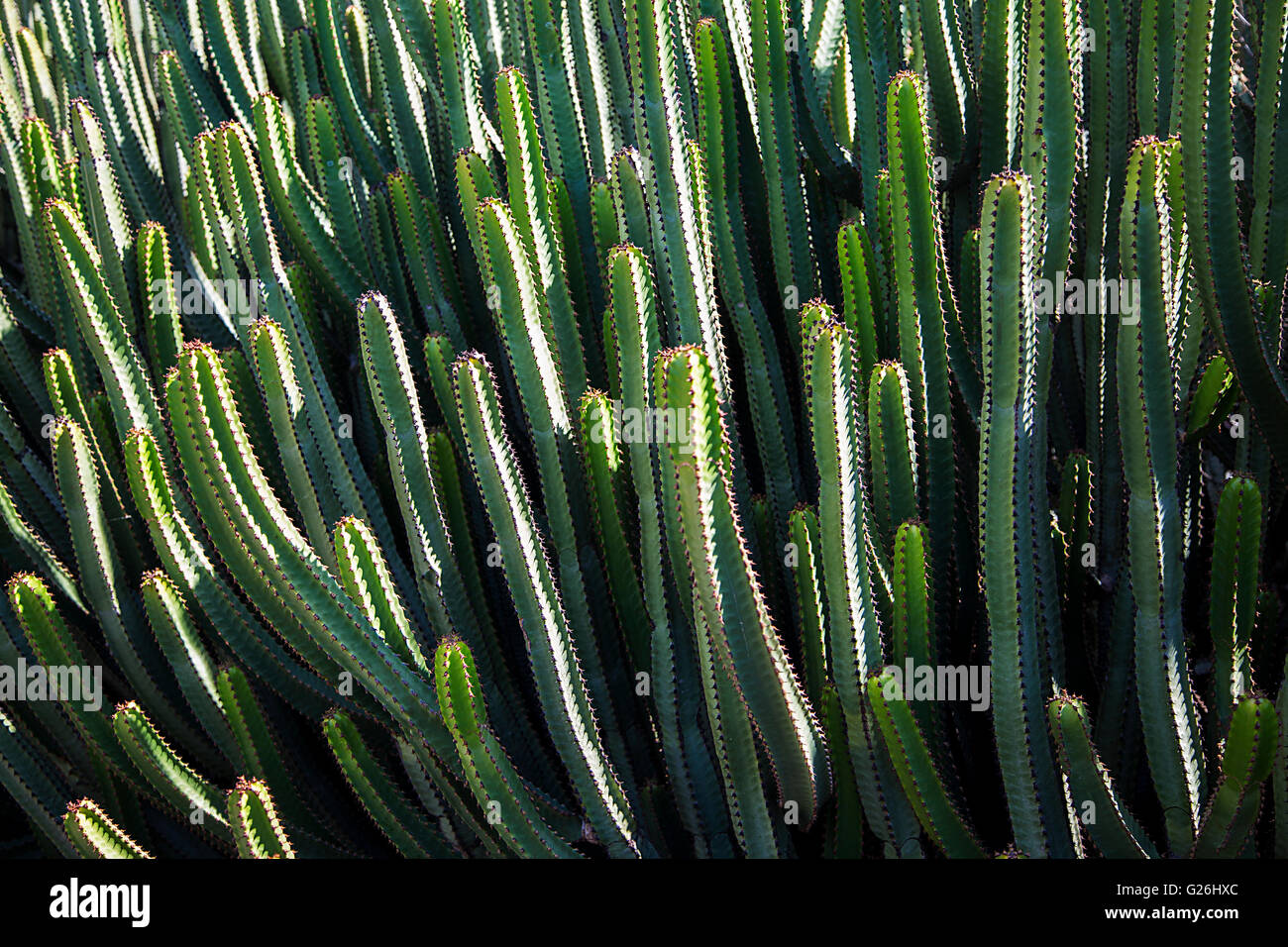 Green cactus hi-res stock photography and images - Alamy