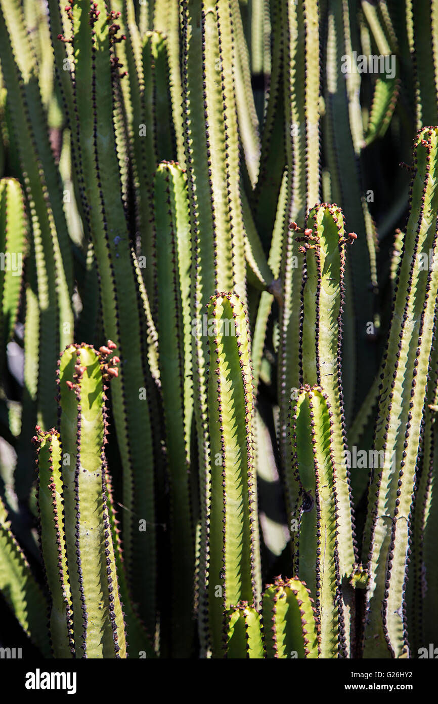 Green cactus hi-res stock photography and images - Alamy
