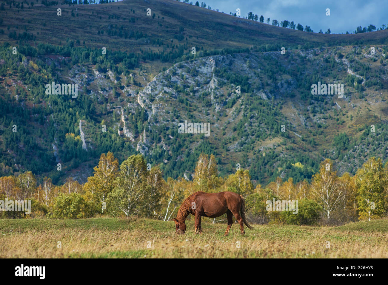 Horses in mountain ranch Stock Photo - Alamy