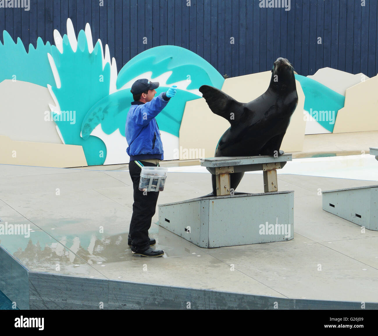 A Sea Lion and its trainer Stock Photo - Alamy