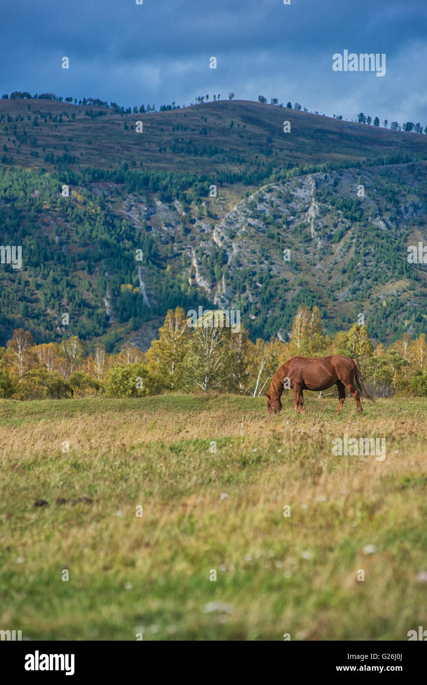 Horses in mountain ranch Stock Photo - Alamy