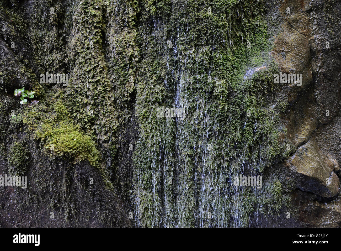Moss on wet rock and flowing water Stock Photo - Alamy