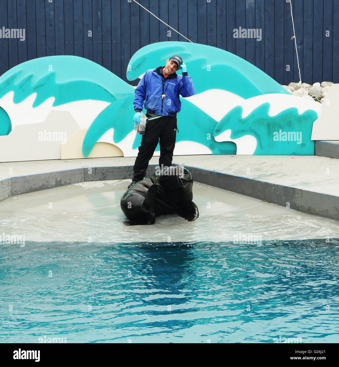 A Sea Lion and his trainer Stock Photo - Alamy