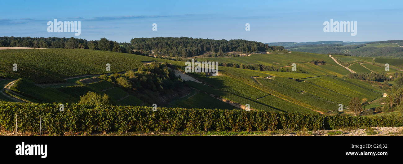 Champagne vineyards in the Cote des Bar area of the Aube department ...