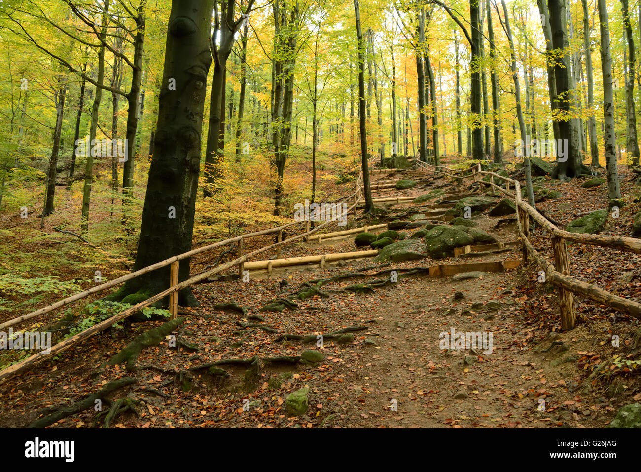 Trail and wooden barriers in autumn forest Stock Photo - Alamy
