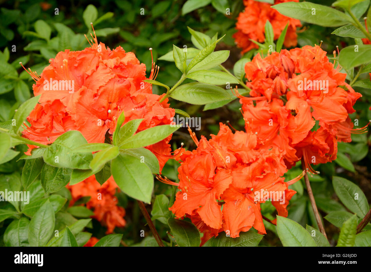 Rhododendron red flowers and leaves close up Stock Photo - Alamy