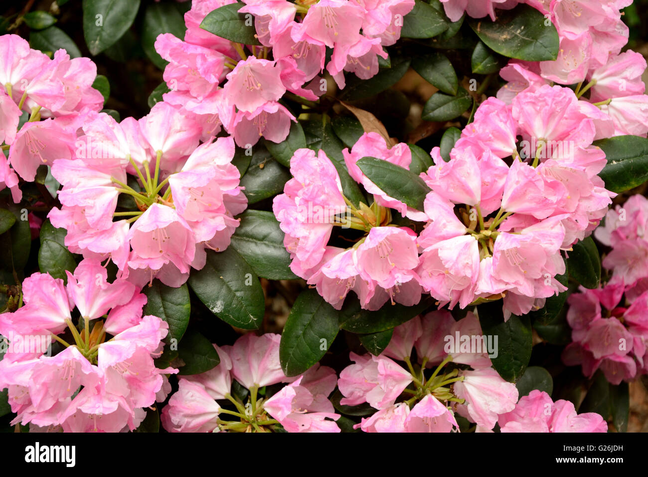 Mist maiden rhododendron hi-res stock photography and images - Alamy
