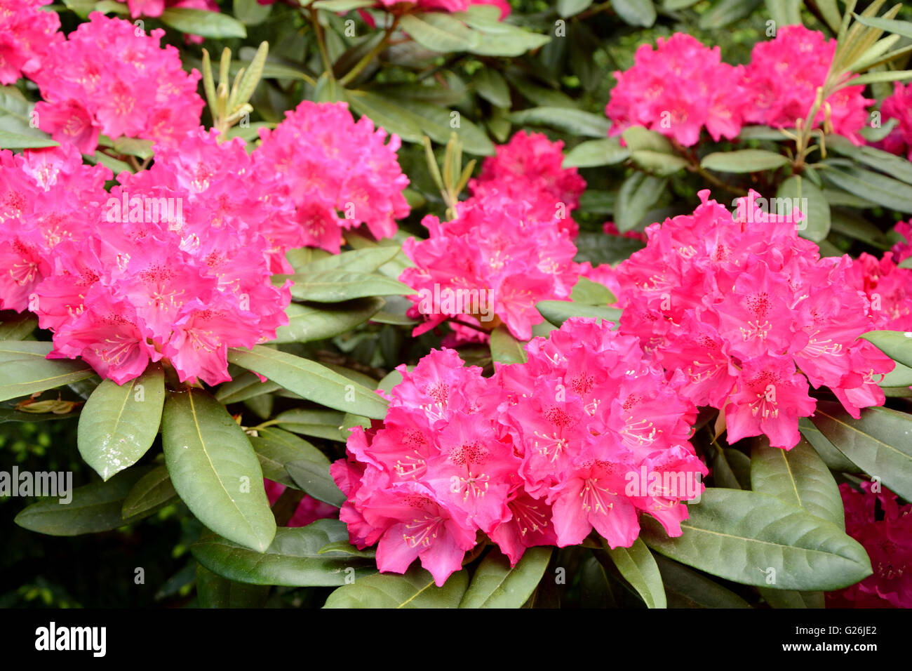 Rhododendron red flowers close up Stock Photo - Alamy