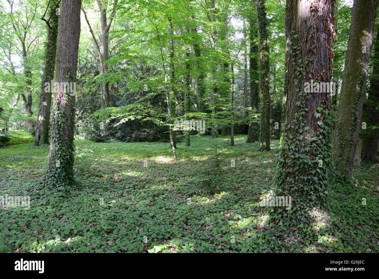 Ivy ivied hi-res stock photography and images - Alamy