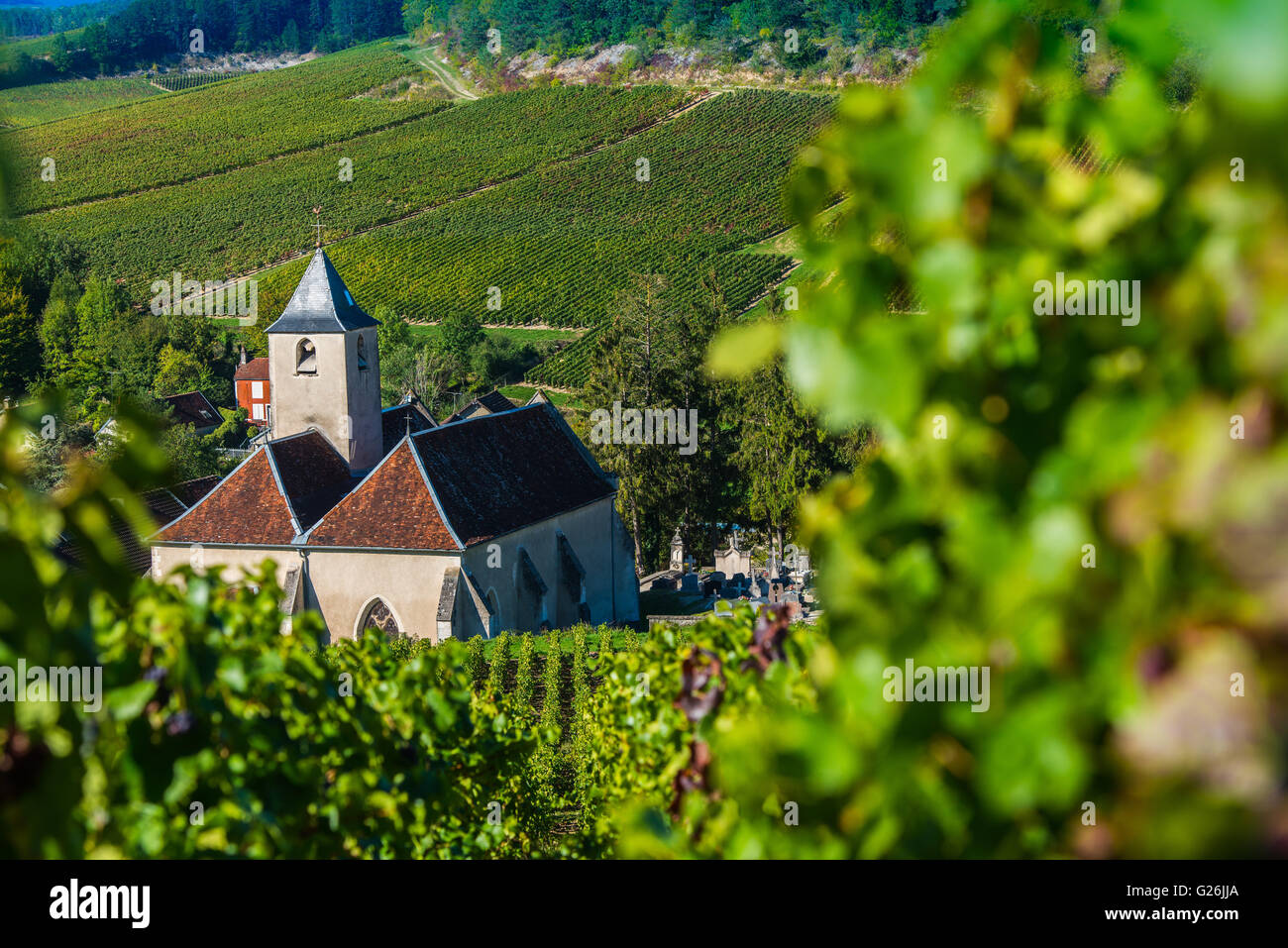 Champagne vineyards in the Cote des Bar area of the Aube department ...