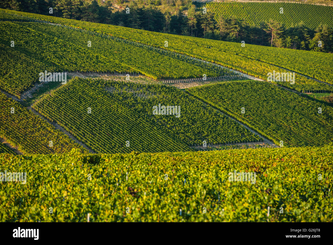Champagne vineyards in the Cote des Bar area of the Aube department ...