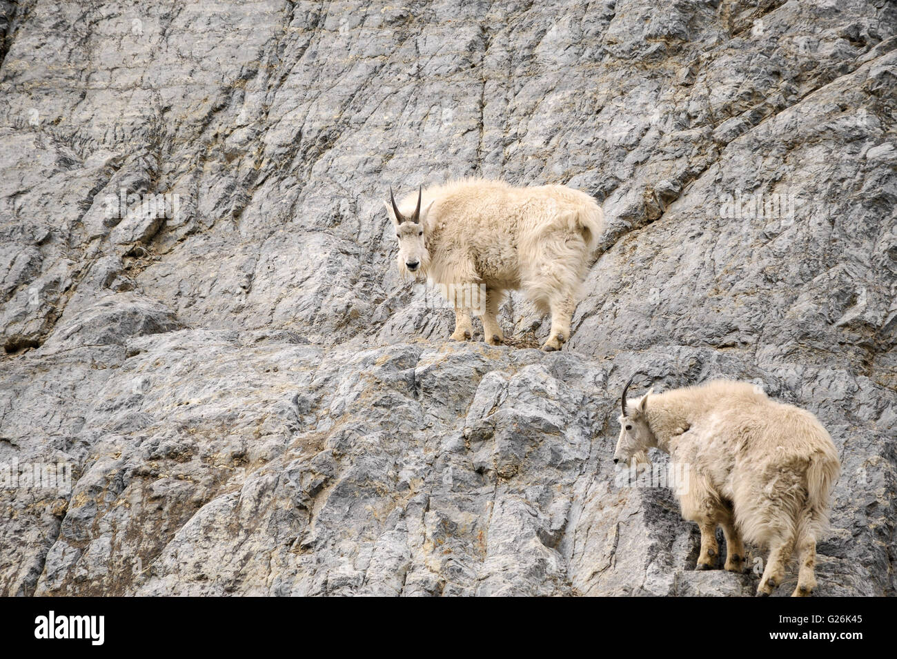 Mountain Goat on a cliff Stock Photo - Alamy