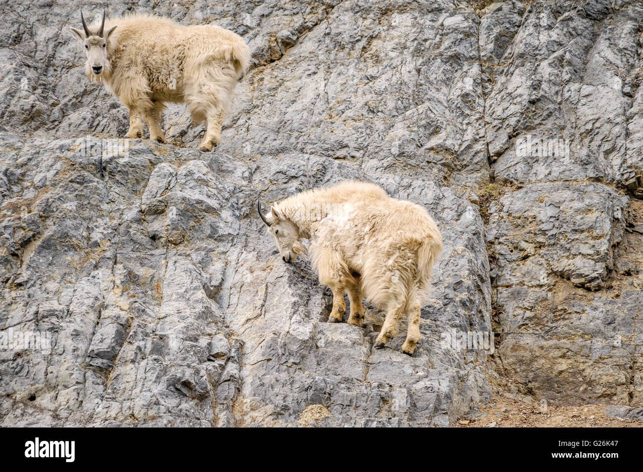 Mountain Goat on a cliff Stock Photo - Alamy