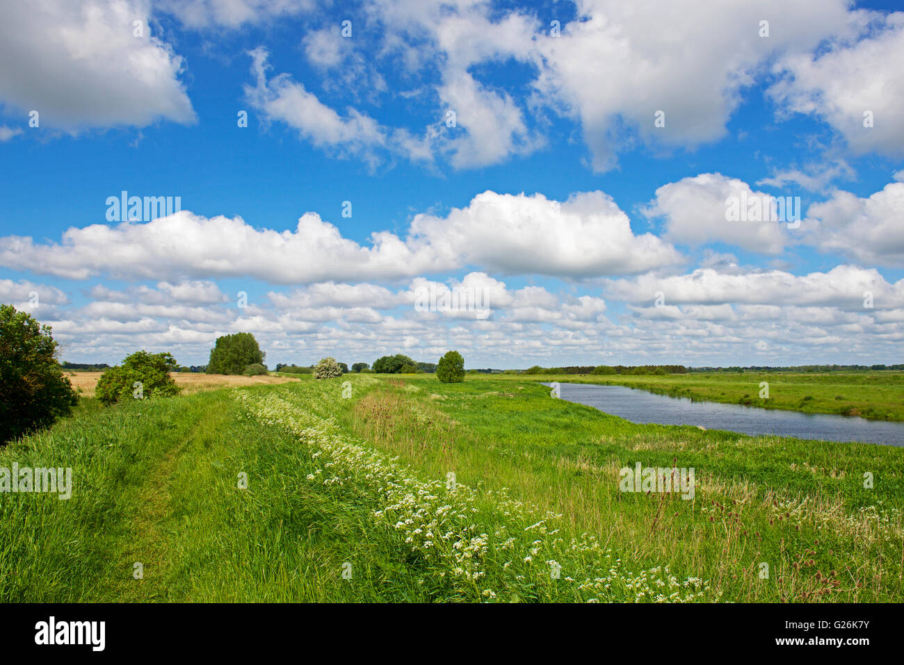 River Little Ouse at Lakenheath Fen, an RSPB nature reserve, near ...