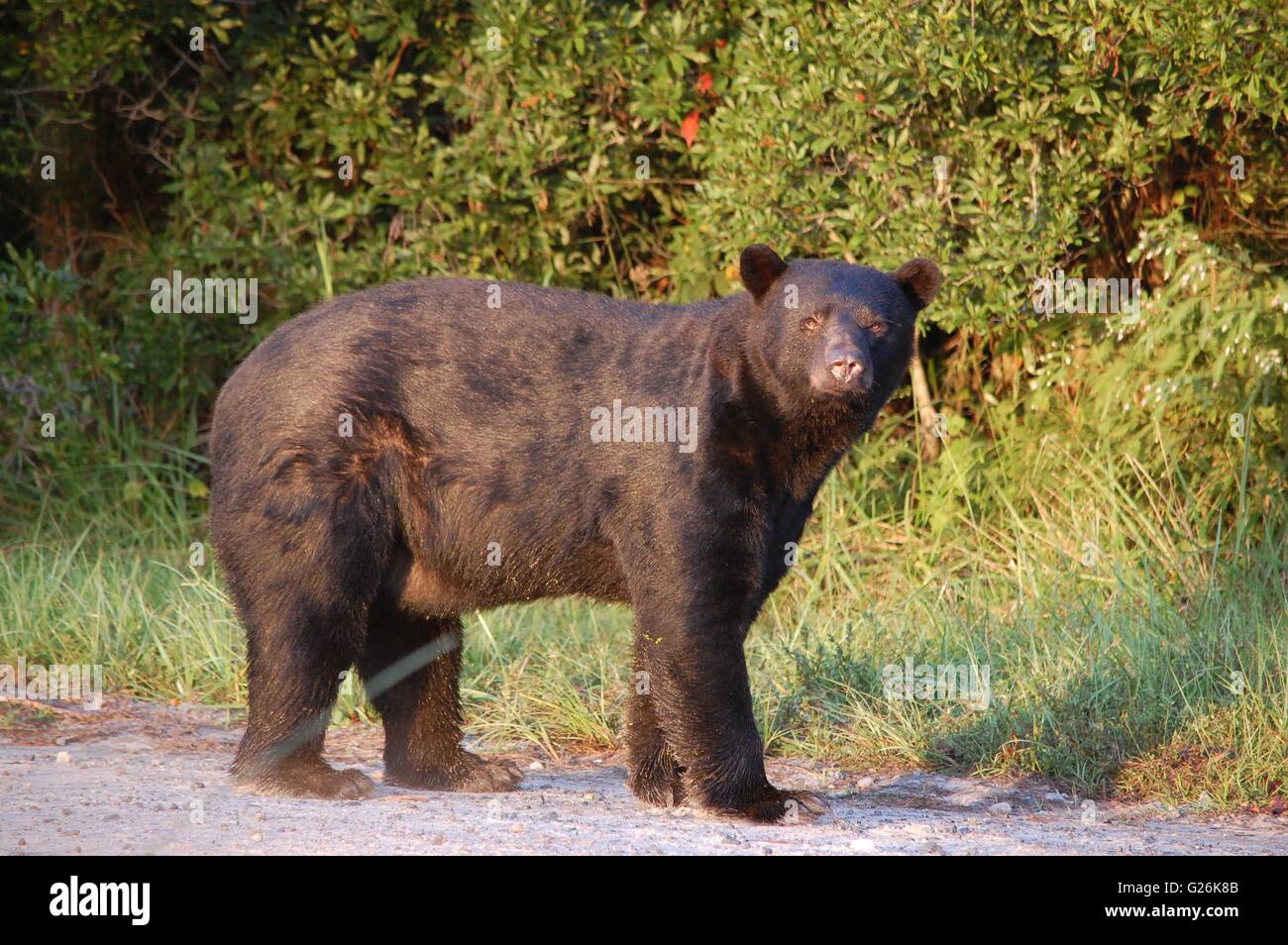 A black bear forages at Alligator River National Wildlife Refuge in ...
