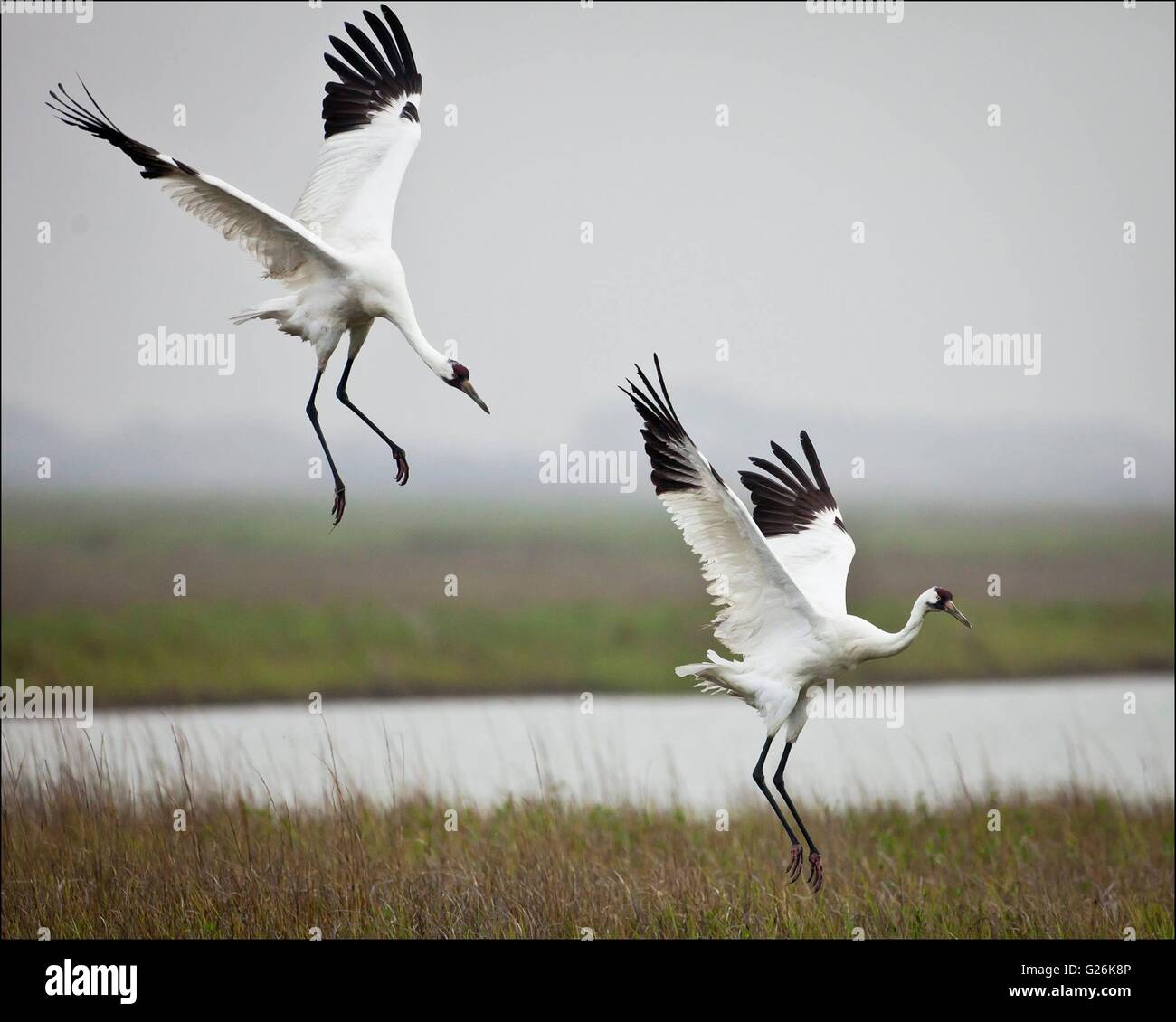 Whooping crane pair hi-res stock photography and images - Alamy