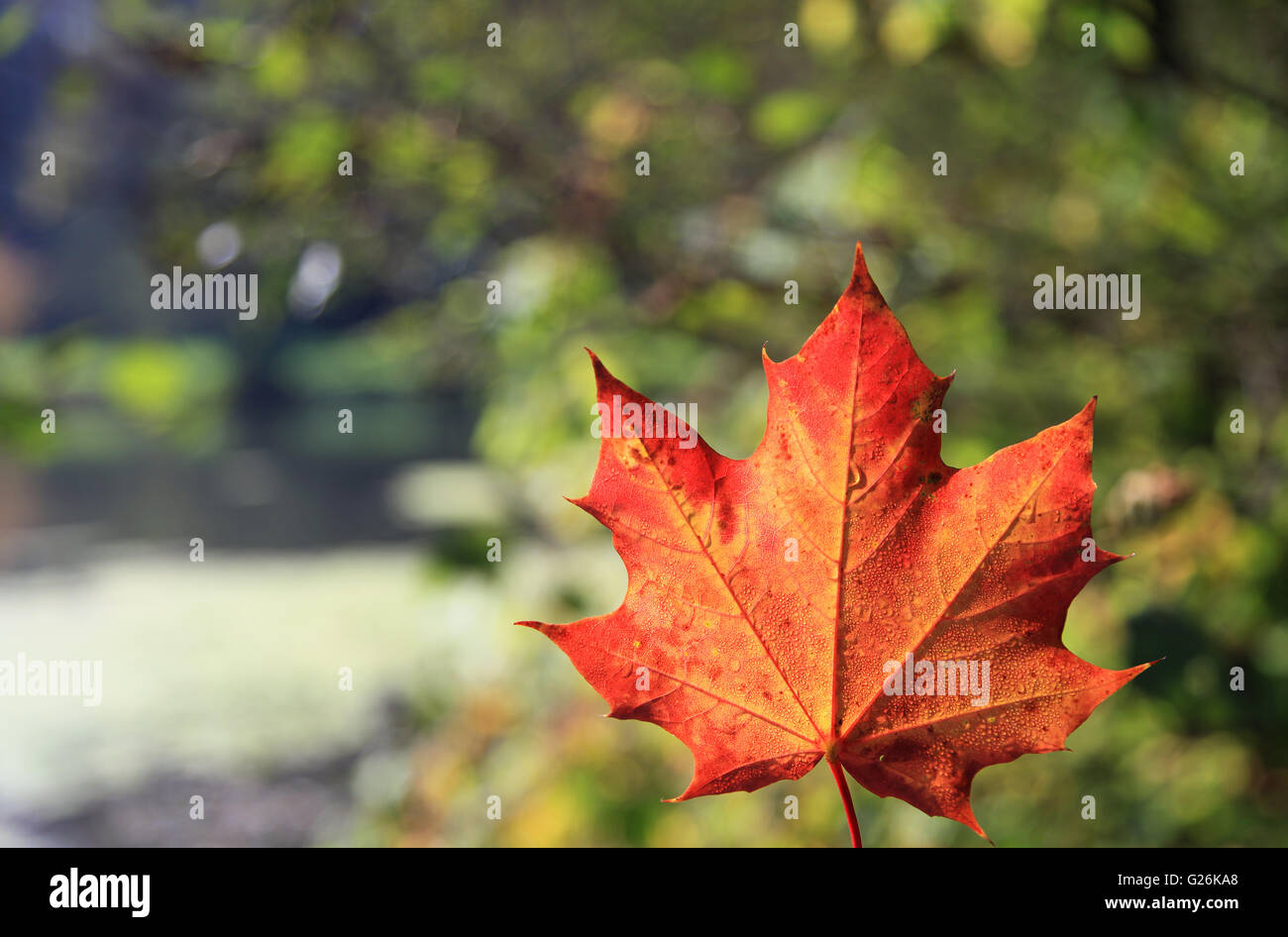 Maple leaf with autumn colors Stock Photo - Alamy