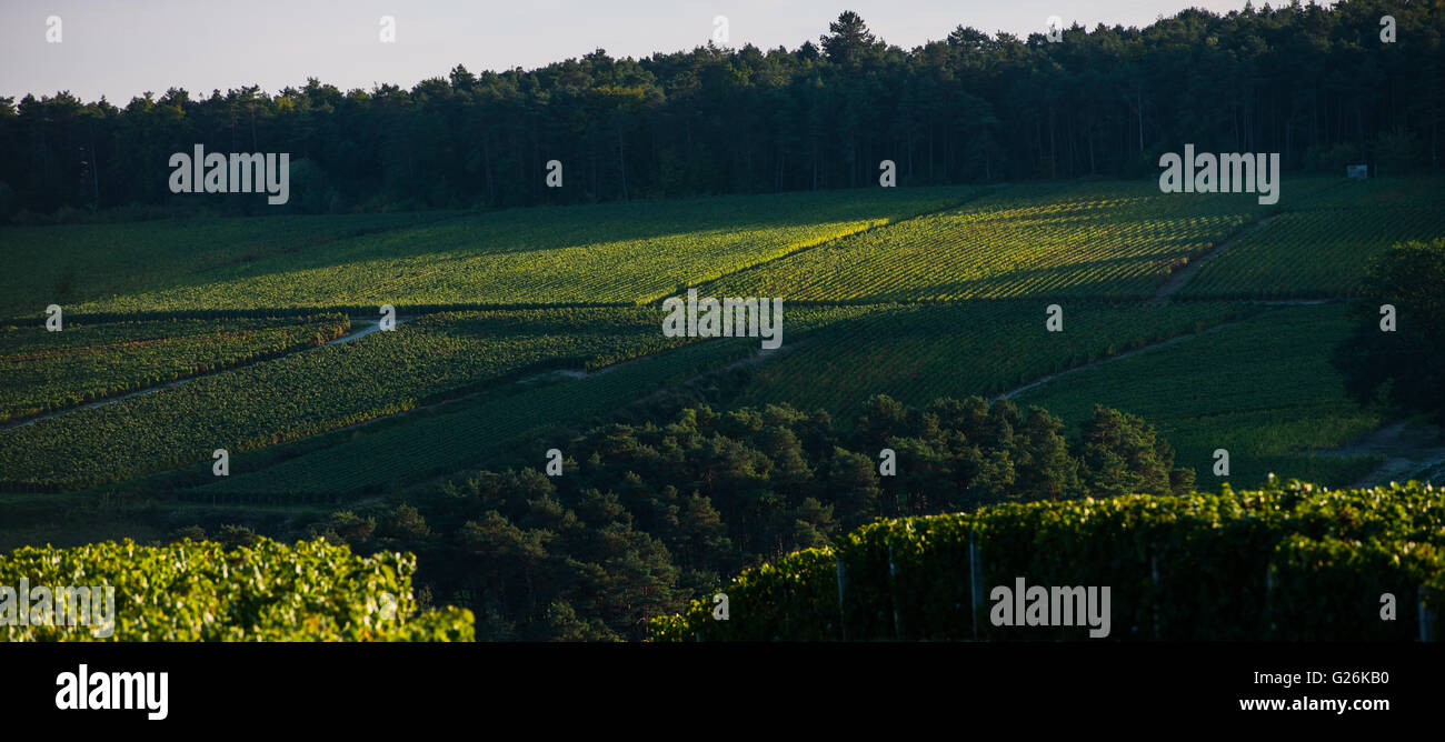 Champagne vineyards in the Cote des Bar area of the Aube department ...