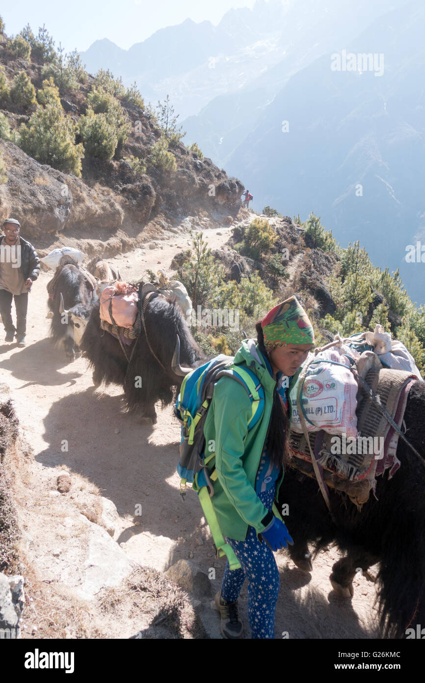Yak herders with their yaks carrying loads on a trail in the Khumbu ...