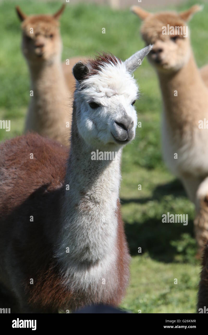 Alpaca sitting eating hi-res stock photography and images - Alamy