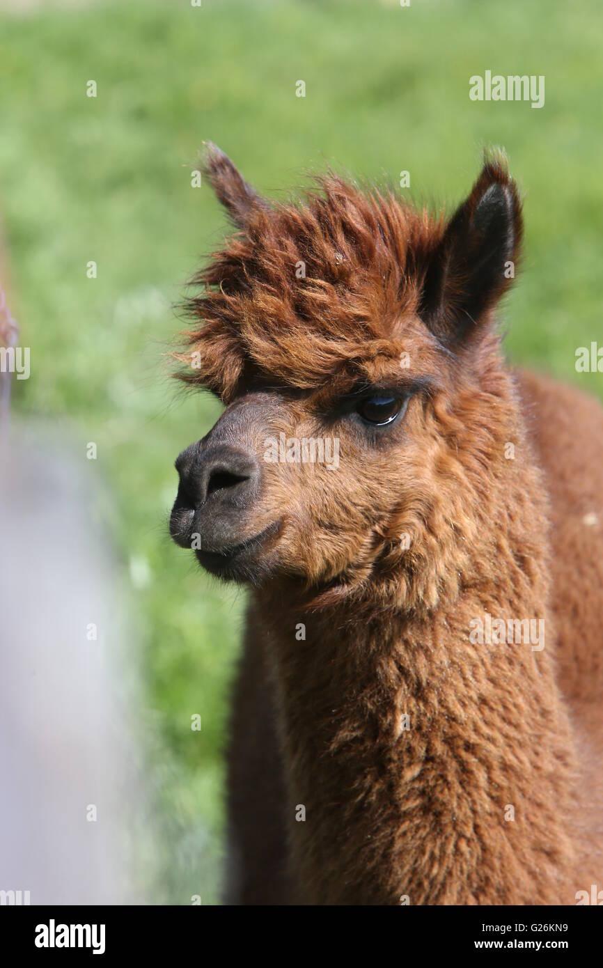 Alpaca Sitting Eating High Resolution Stock Photography and Images - Alamy