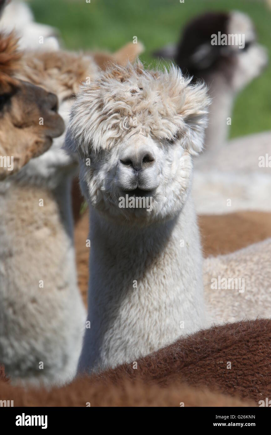 Alpaca sitting eating hi-res stock photography and images - Alamy