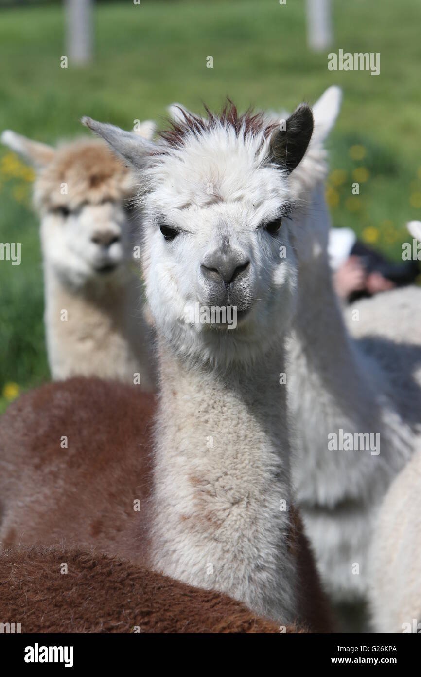 Alpaca sitting eating hi-res stock photography and images - Alamy
