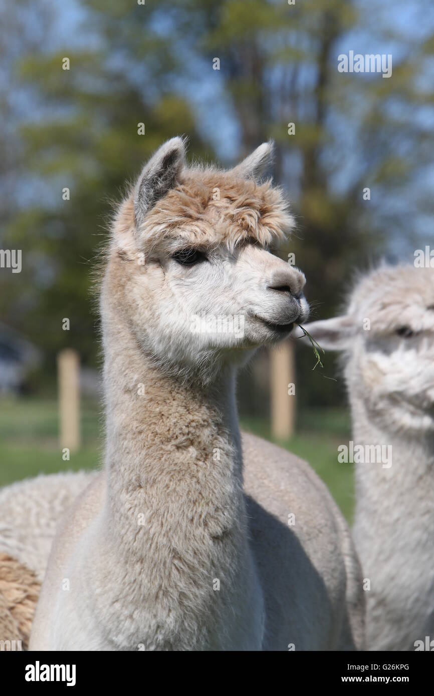 Alpaca Sitting Eating High Resolution Stock Photography and Images - Alamy