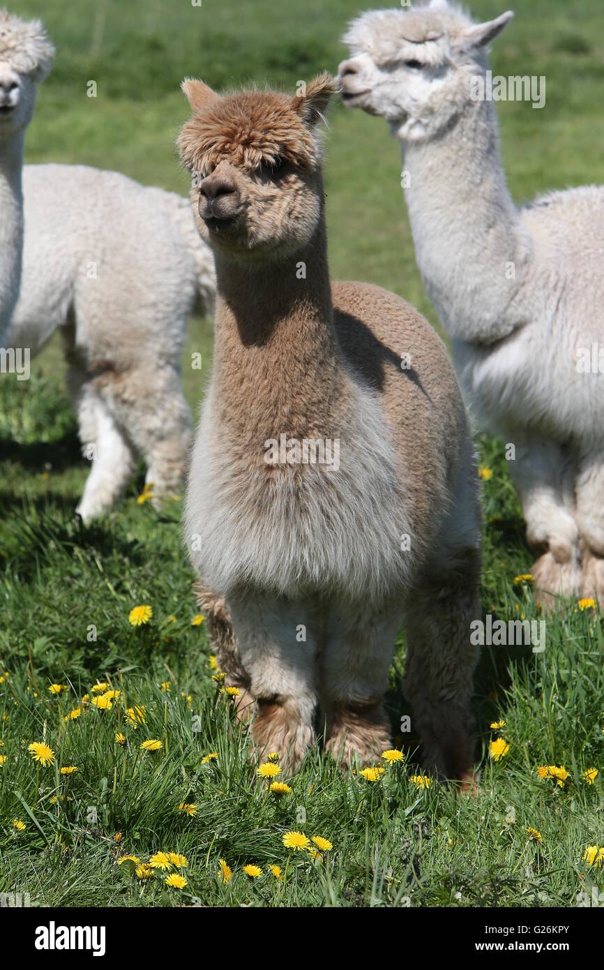 Alpaca sitting eating hi-res stock photography and images - Alamy