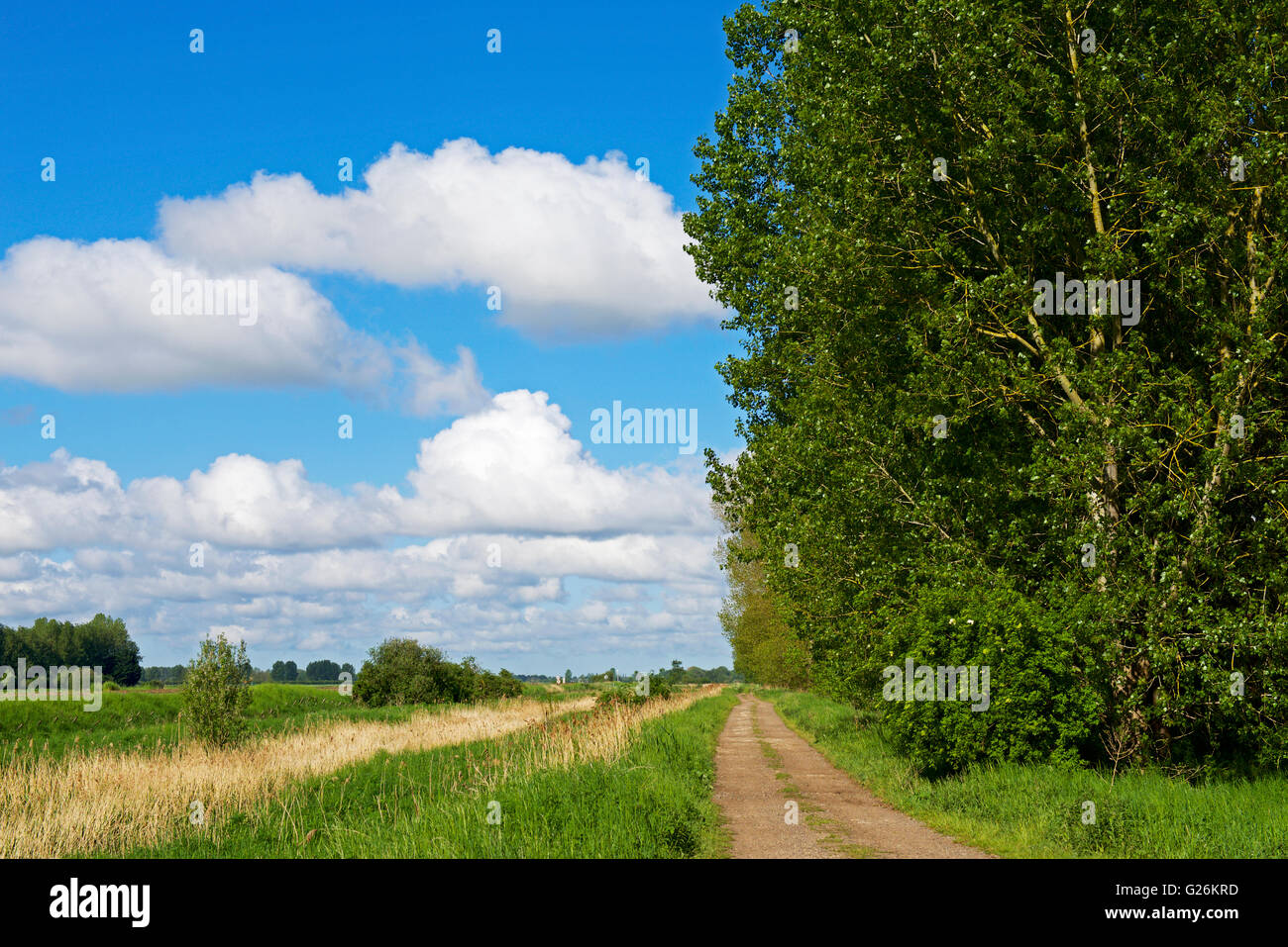 Lakenheath Fen, an RSPB nature reserve, near Lakenheath, Suffolk ...