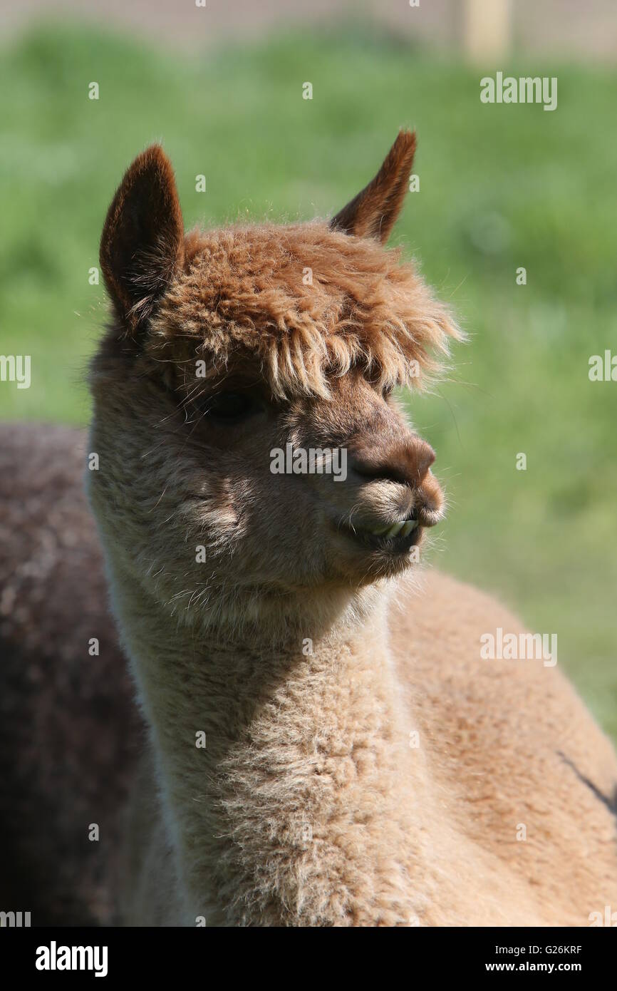 Alpaca Sitting Eating High Resolution Stock Photography and Images - Alamy