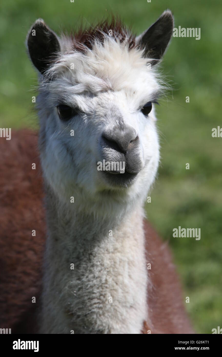 Alpaca sitting eating hi-res stock photography and images - Alamy
