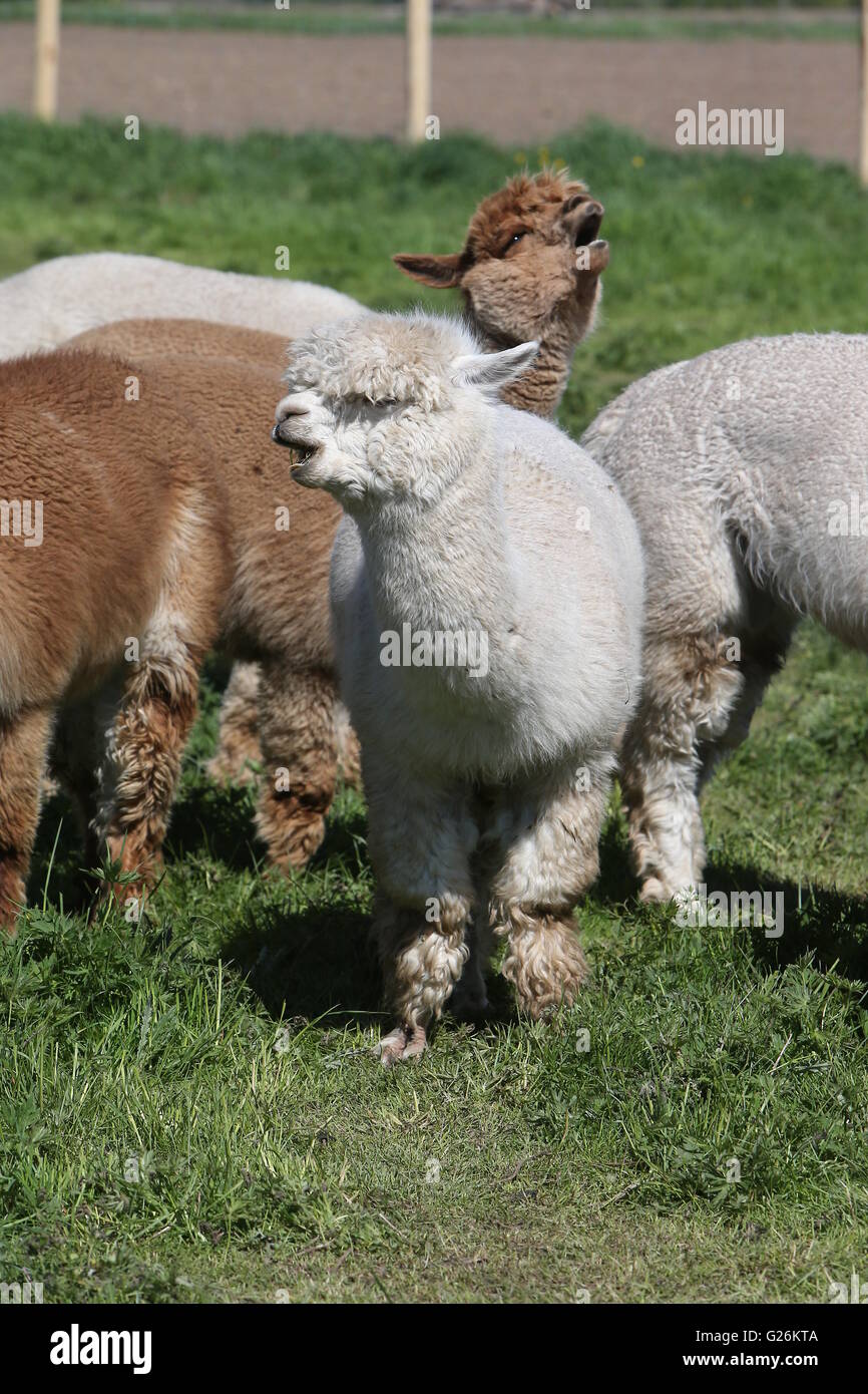 Alpaca sitting eating hi-res stock photography and images - Alamy