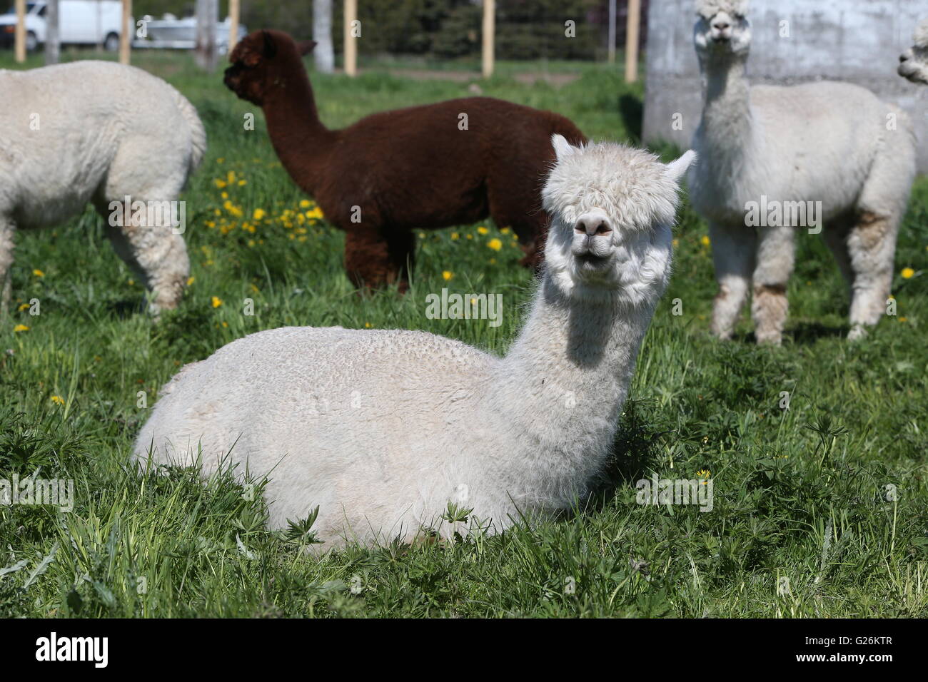 Alpaca sitting eating hi-res stock photography and images - Alamy