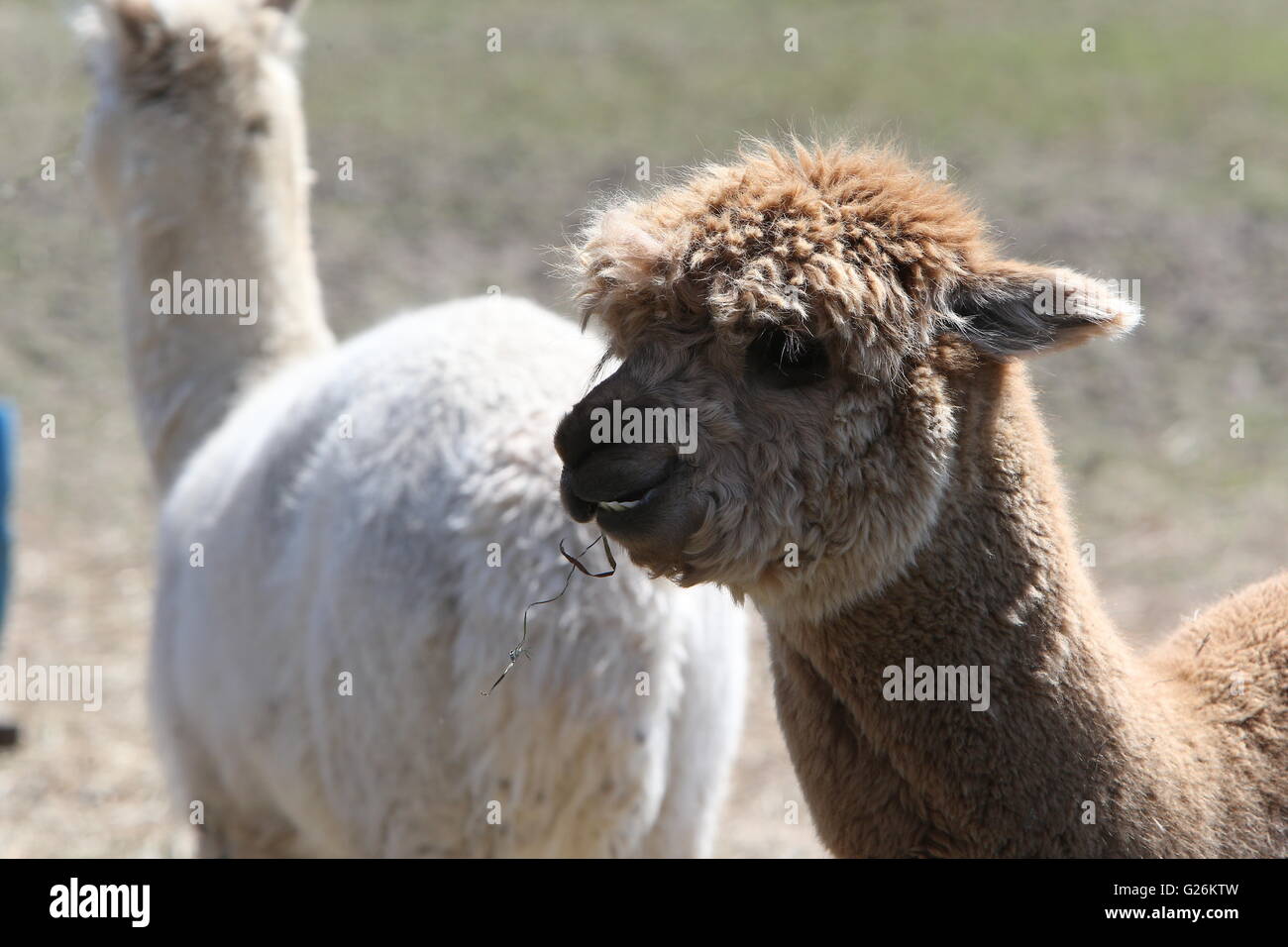 Alpaca sitting eating hi-res stock photography and images - Alamy