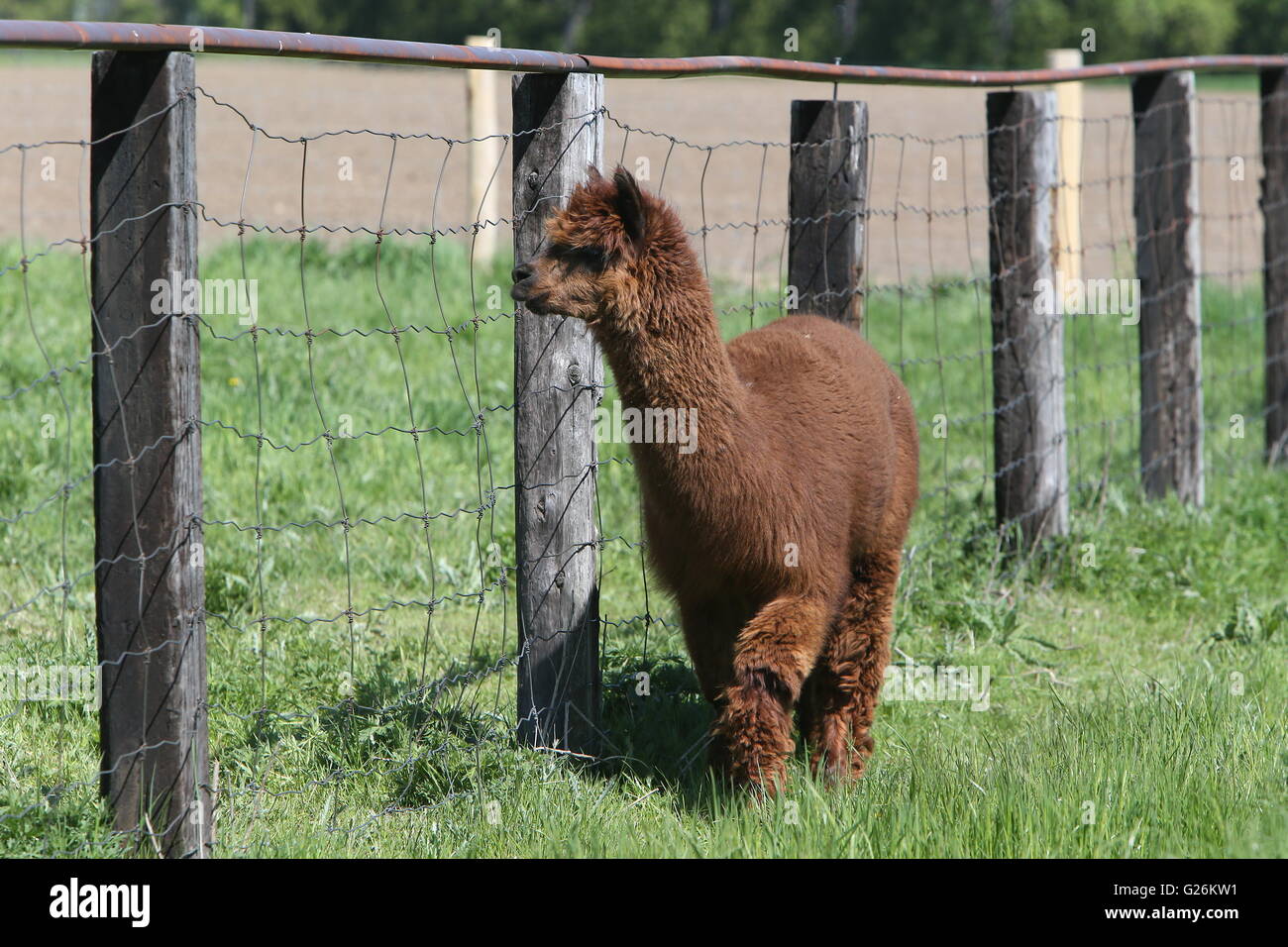 Alpaca sitting eating hi-res stock photography and images - Alamy