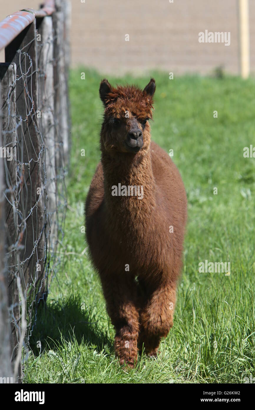 Alpaca sitting eating hi-res stock photography and images - Alamy