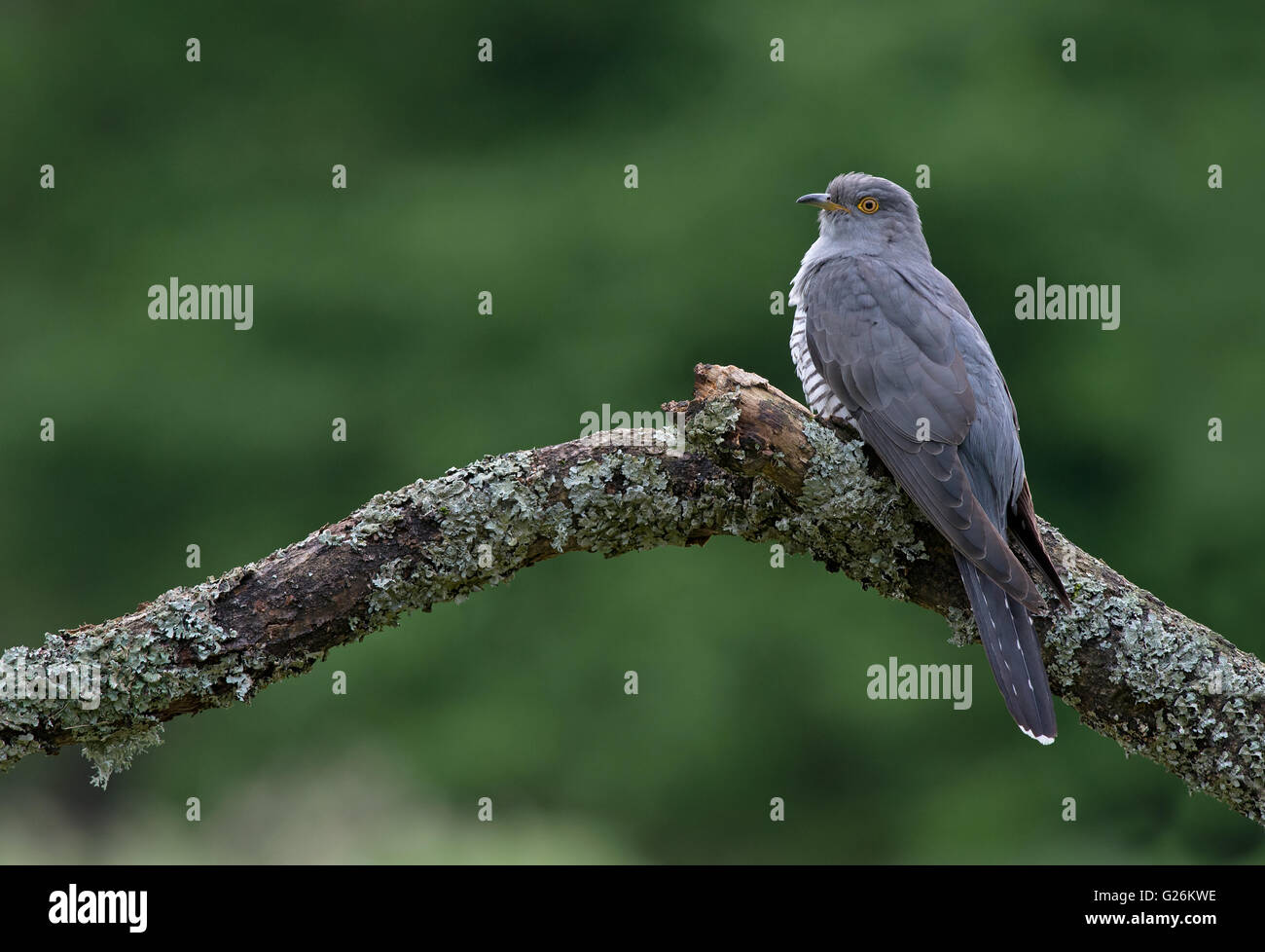 Male cuckoo bird hi-res stock photography and images - Alamy