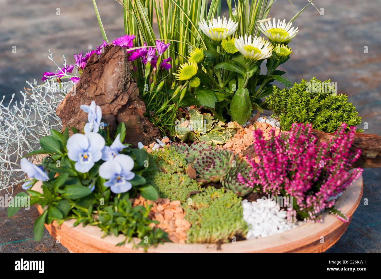 Variety of colorful flowers in garden Stock Photo - Alamy