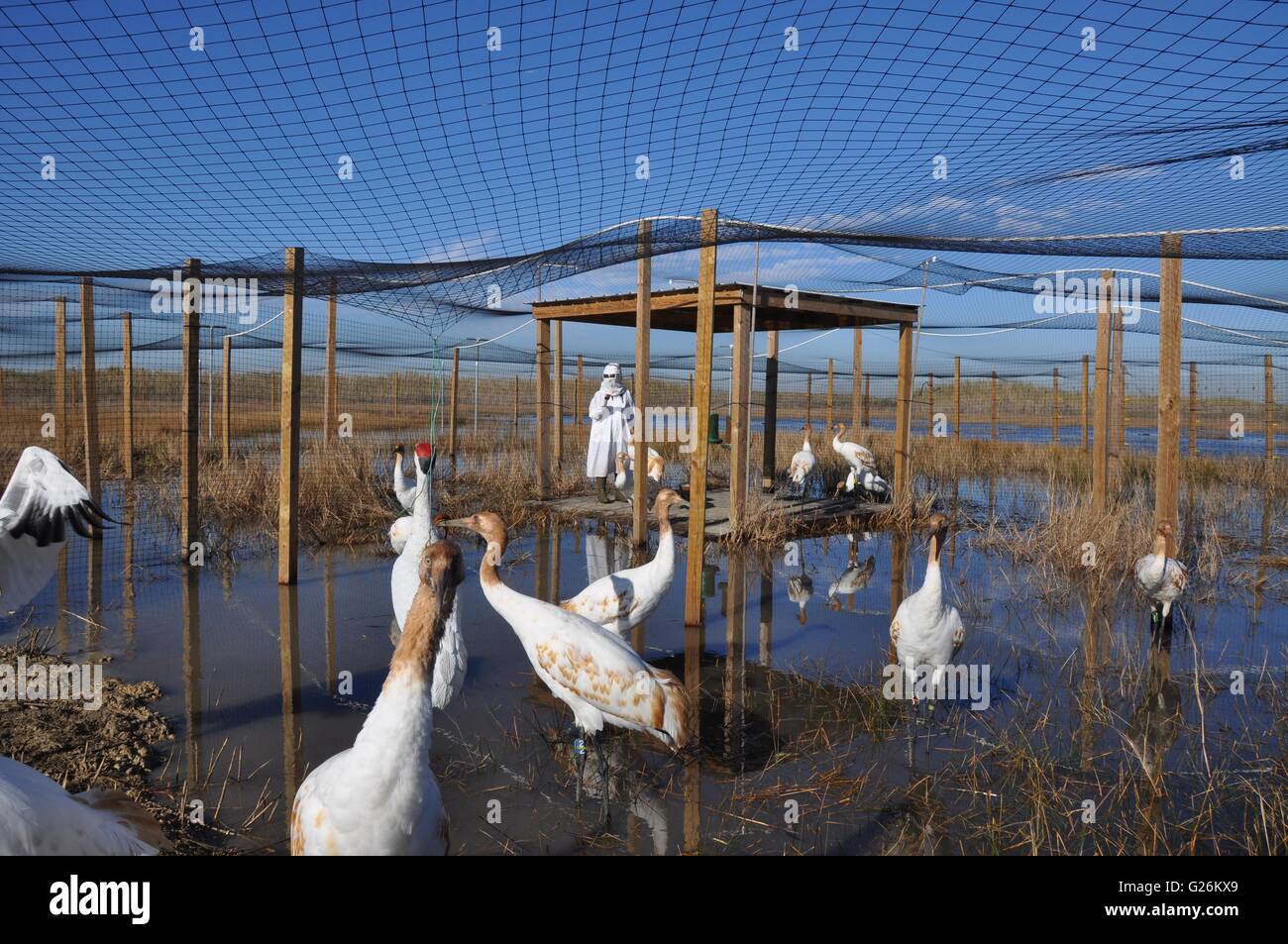 Captive whooping cranes hi-res stock photography and images - Alamy
