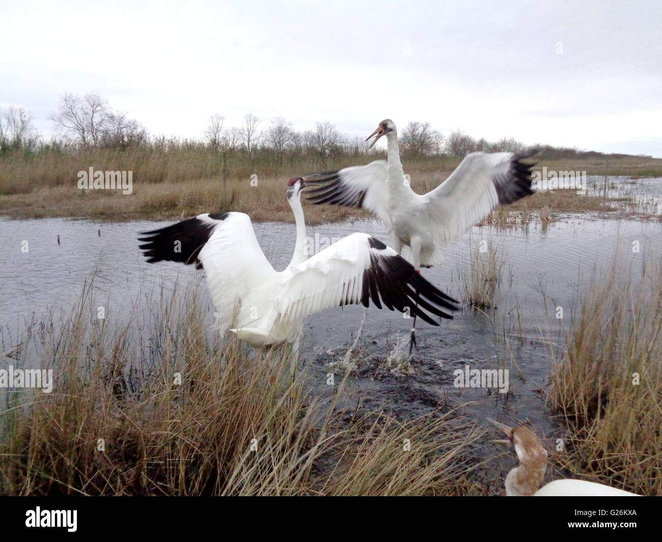 Whooping cranes dance hi-res stock photography and images - Alamy