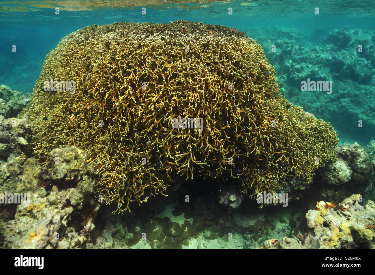 Reef block hi-res stock photography and images - Alamy