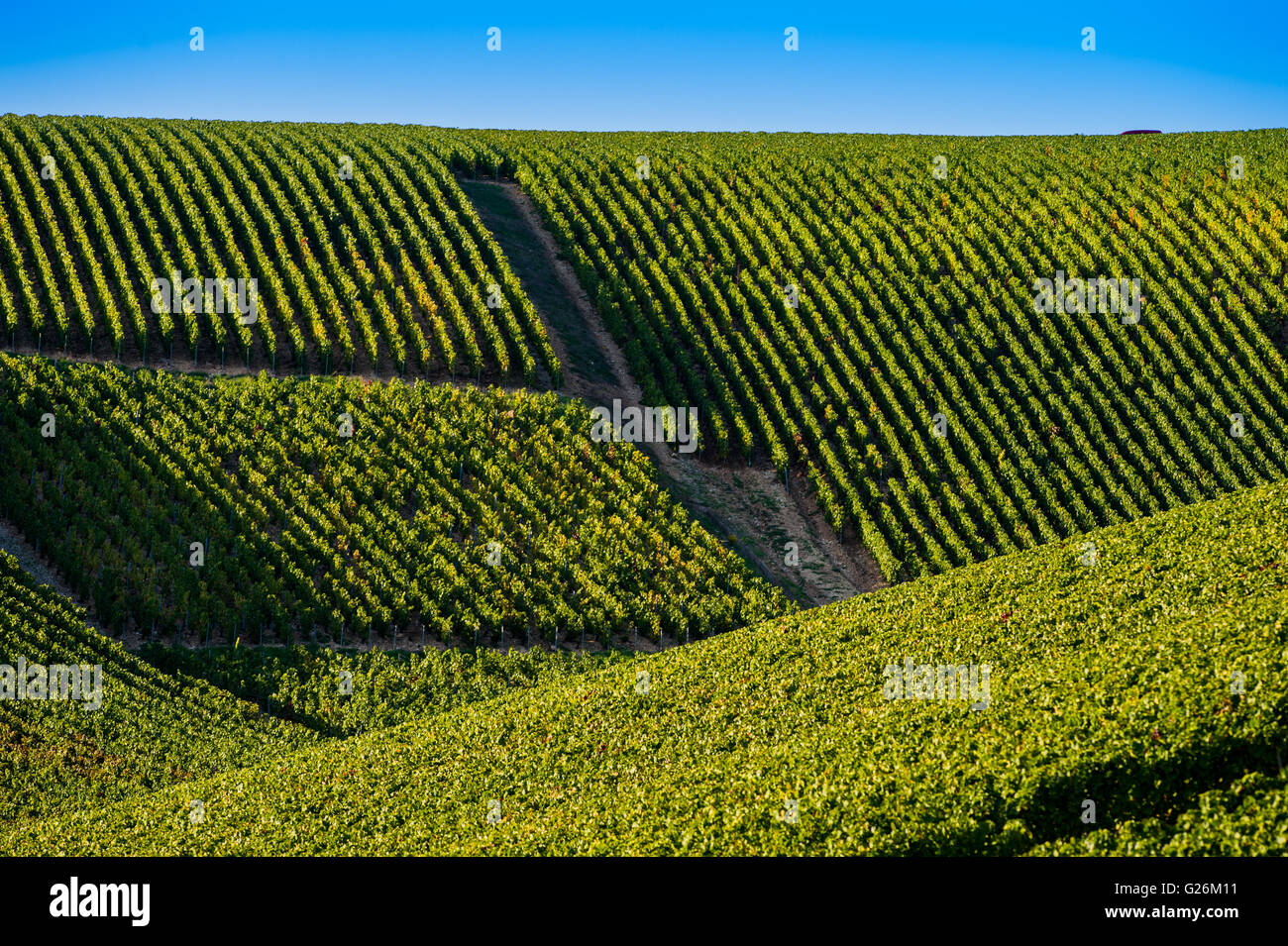 Champagne vineyards in the Cote des Bar area of the Aube department ...